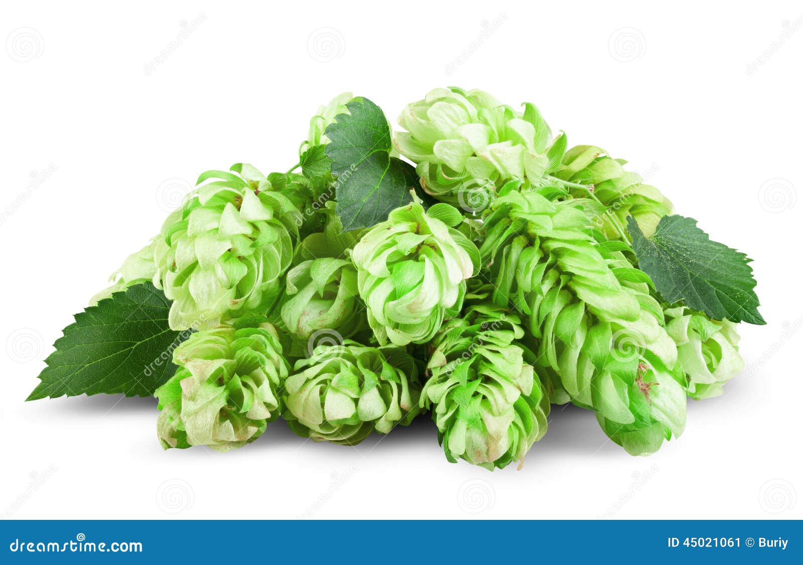 Fresh Hop stock image. Image of products, green, flavor - 45021061