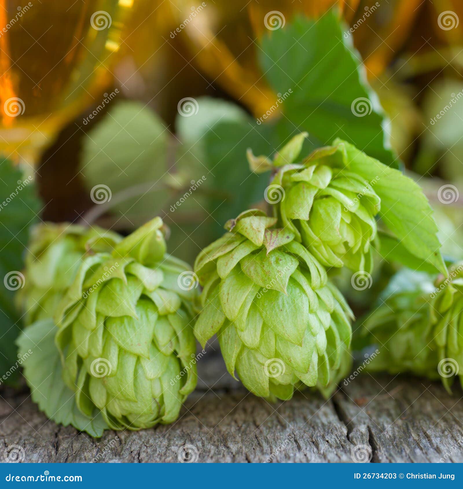 Fresh hops stock image. Image of herbs, beer, fixings - 26734203