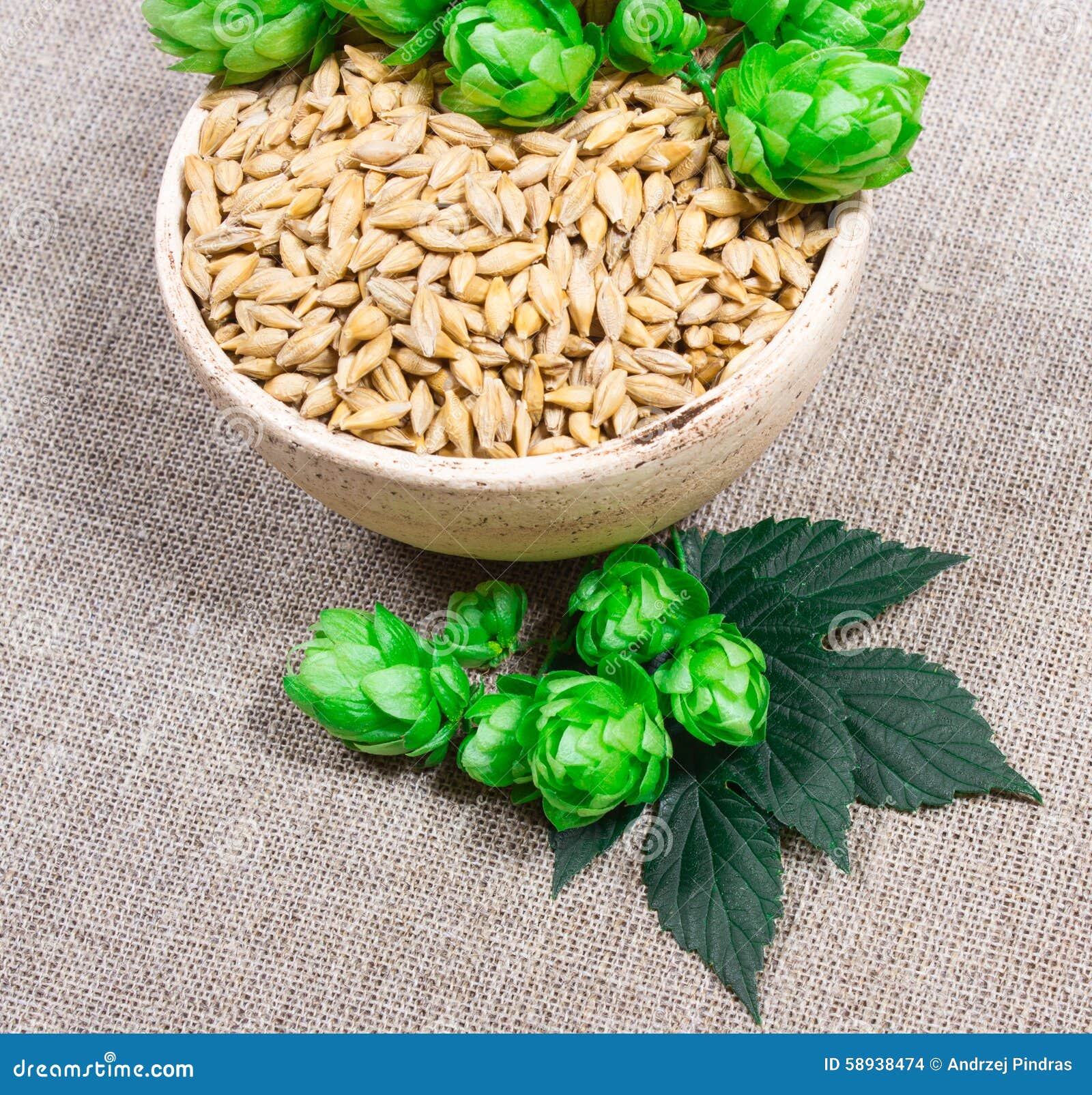 Fresh Hops and Barley Grain - Closeup Stock Photo - Image of flower ...