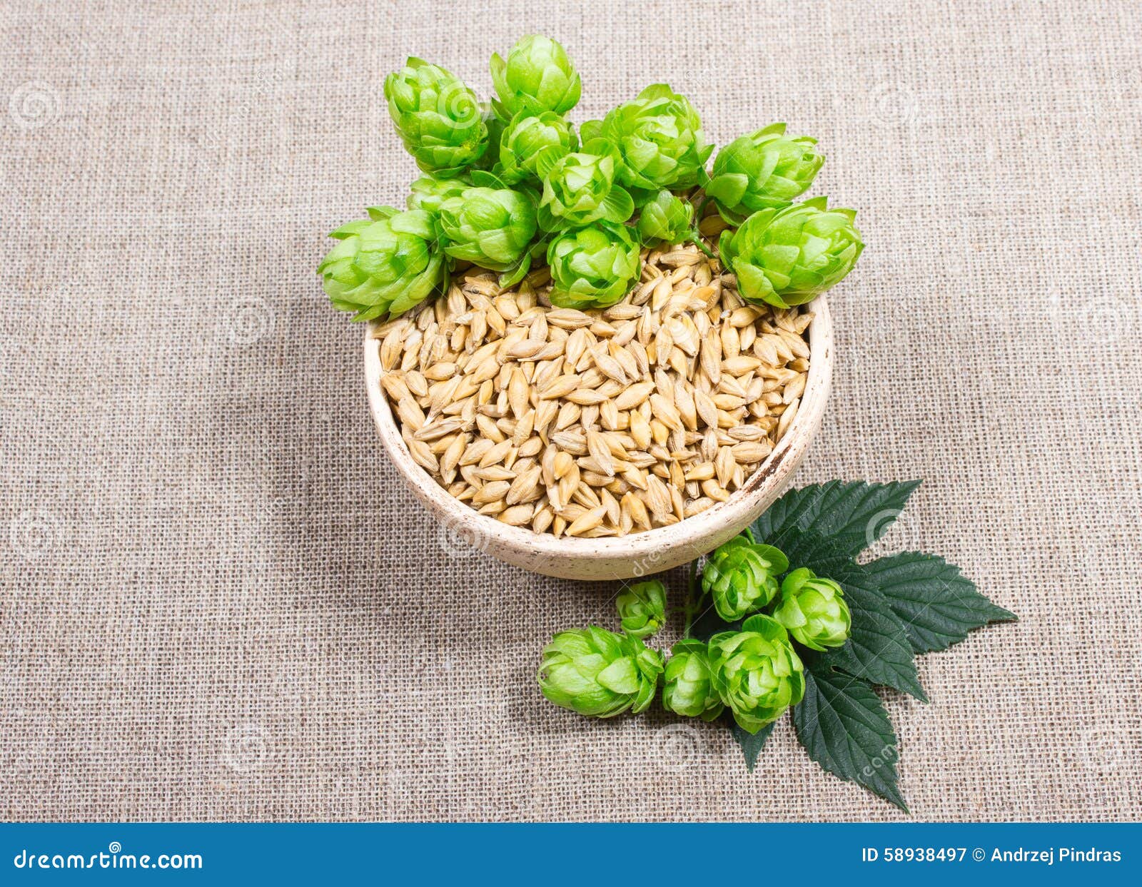Fresh Hops and Barley Grain - Closeup Stock Image - Image of cone ...
