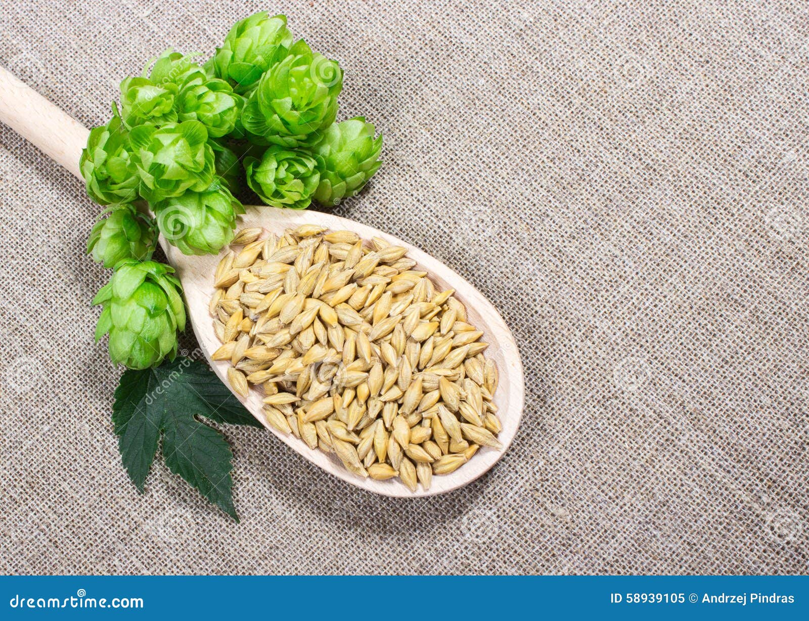 Fresh Hops and Barley Grain - Closeup Stock Image - Image of botany ...