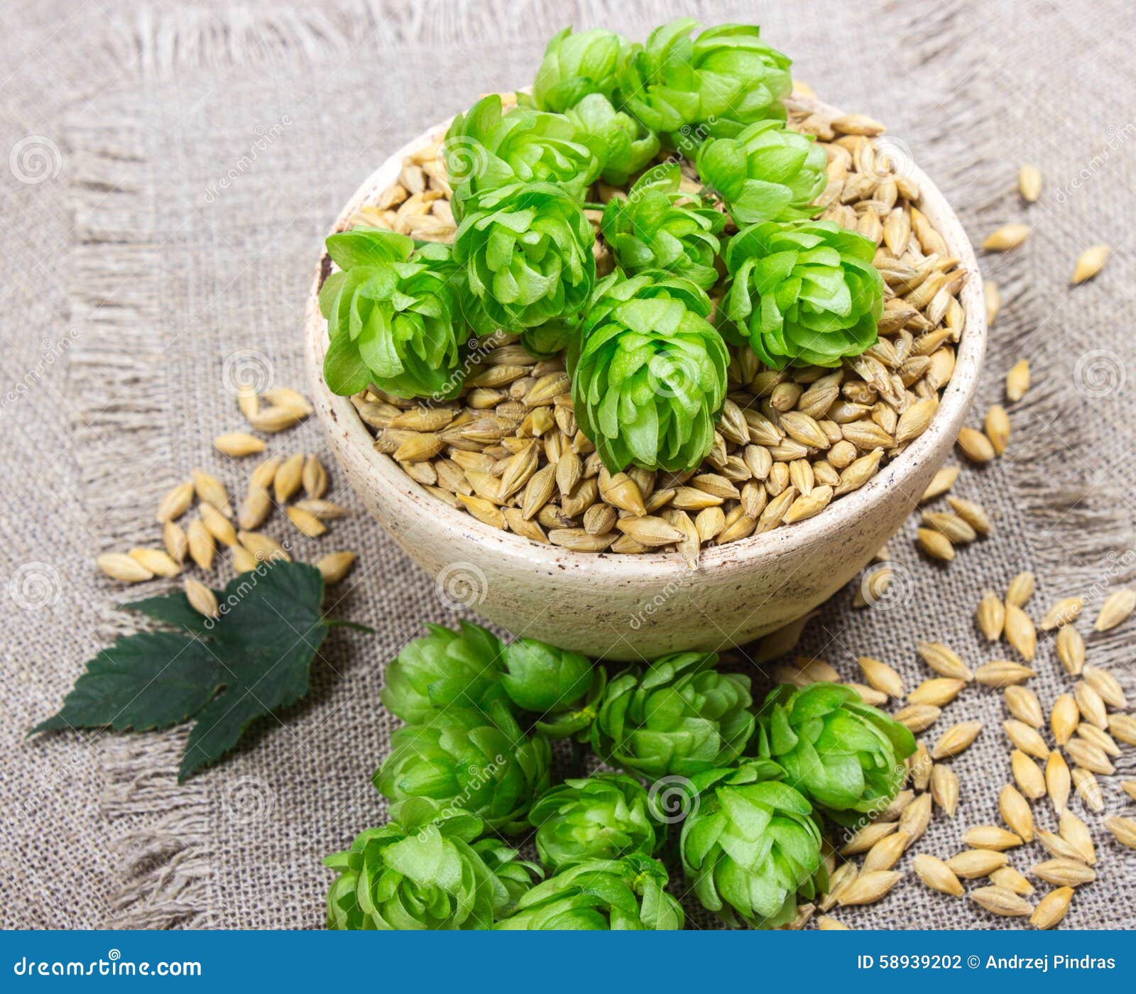 Fresh Hops and Barley Grain - Closeup Stock Photo - Image of closeup ...
