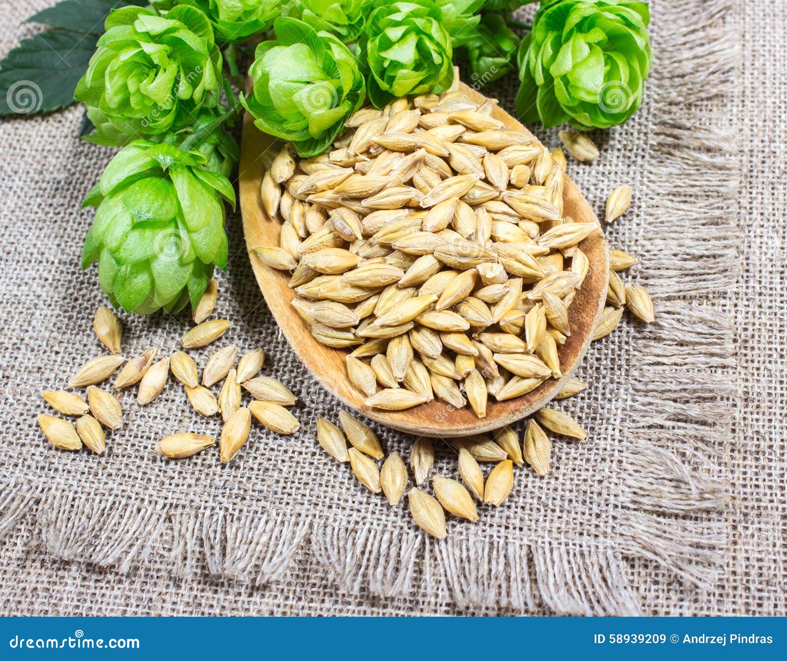 Fresh Hops and Barley Grain - Closeup Stock Image - Image of grain ...