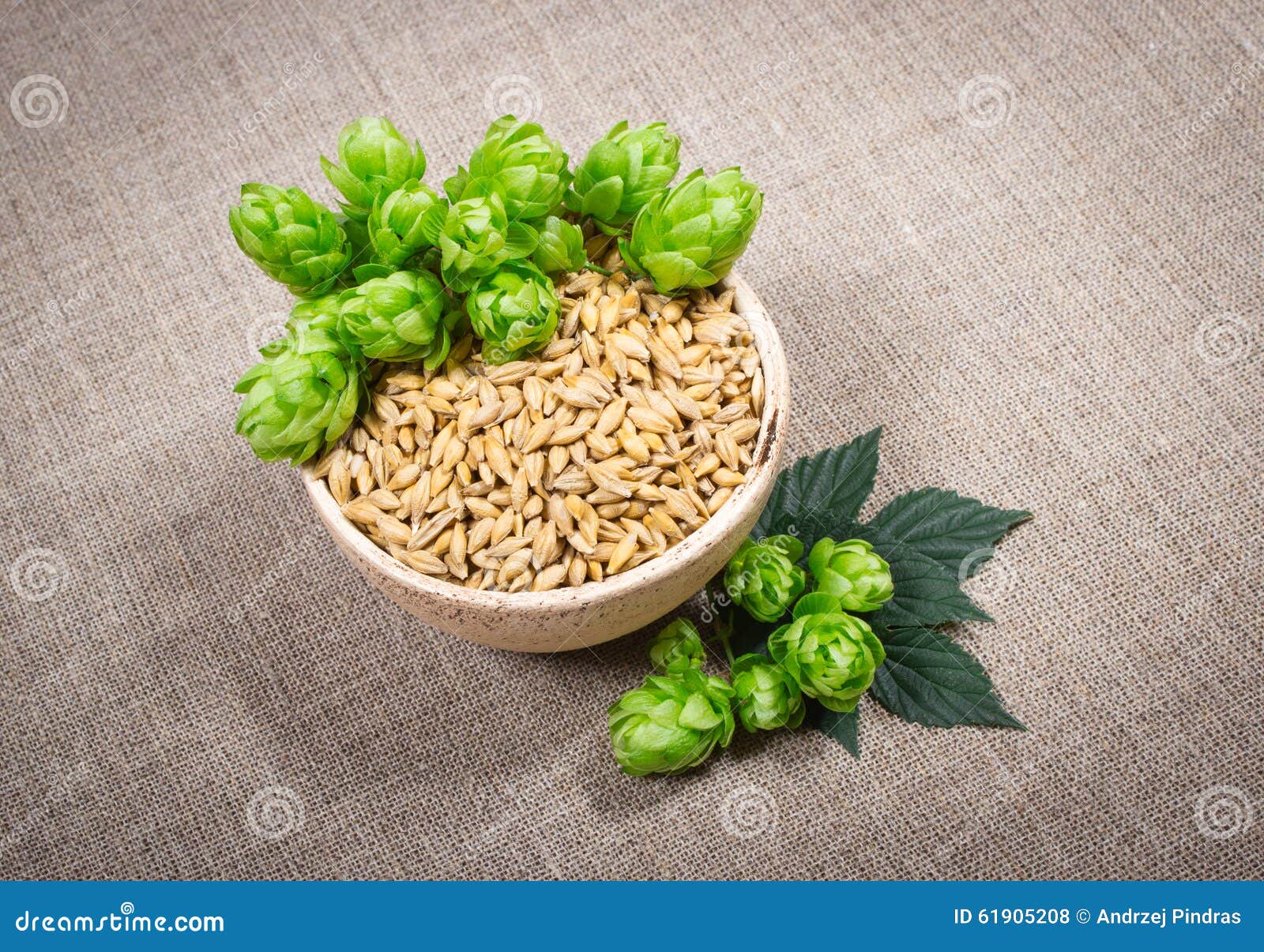 Fresh Hops and Barley Grain - Closeup Stock Photo - Image of leaf ...