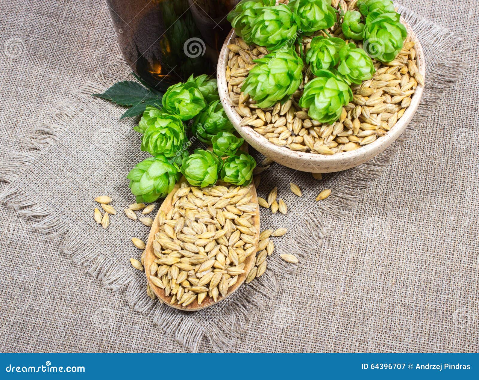 Fresh Hops and Barley Grain - Closeup Stock Image - Image of flower ...