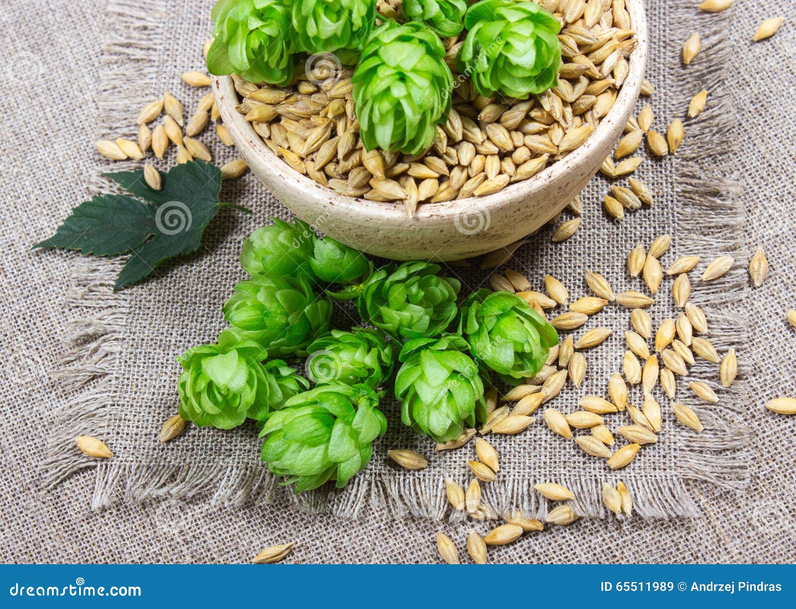 Fresh Hops and Barley Grain - Closeup Stock Image - Image of beer ...