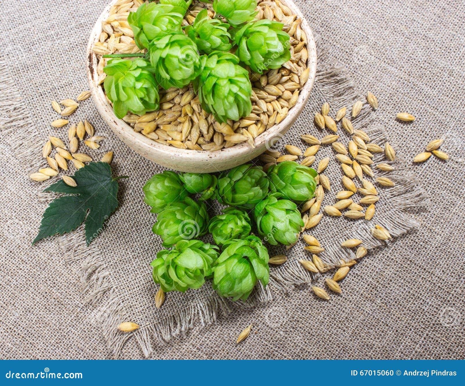 Fresh Hops and Barley Grain - Closeup Stock Photo - Image of grain ...