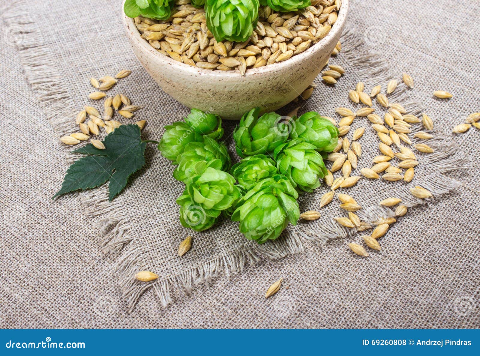 Fresh Hops and Barley Grain - Closeup Stock Photo - Image of fresh ...