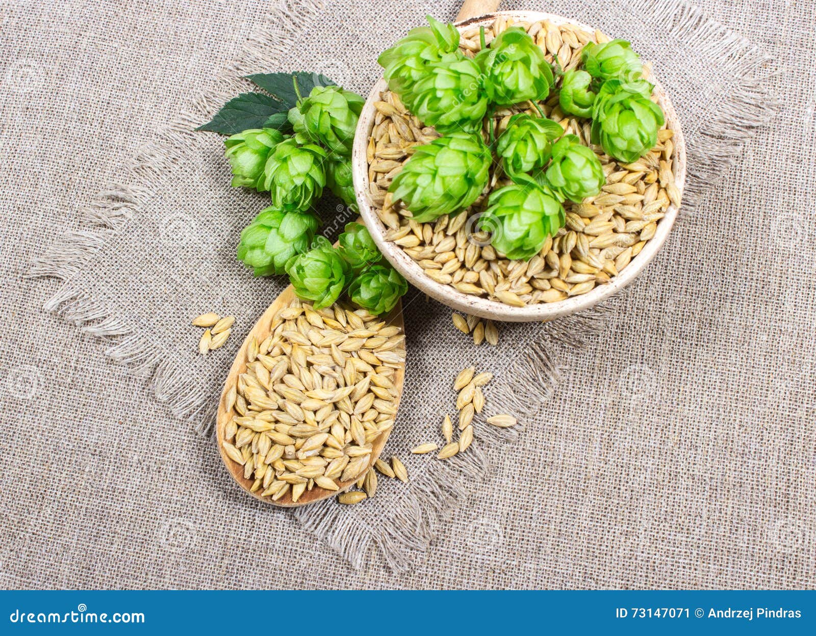 Fresh Hops and Barley Grain - Closeup Stock Image - Image of green ...