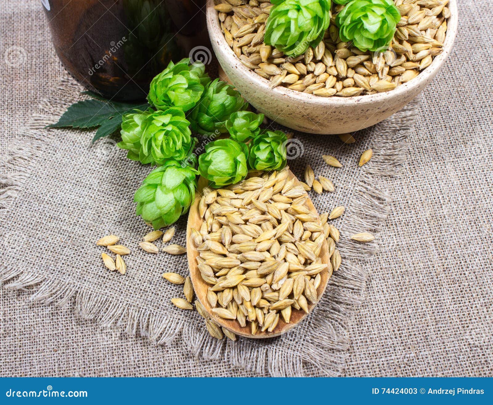 Fresh Hops and Barley Grain - Closeup Stock Image - Image of ...