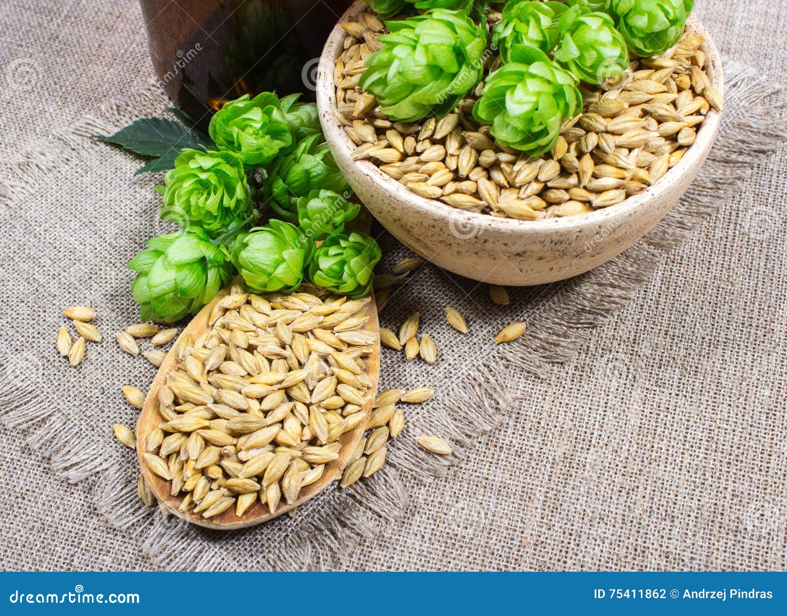 Fresh Hops and Barley Grain - Closeup Stock Photo - Image of green ...