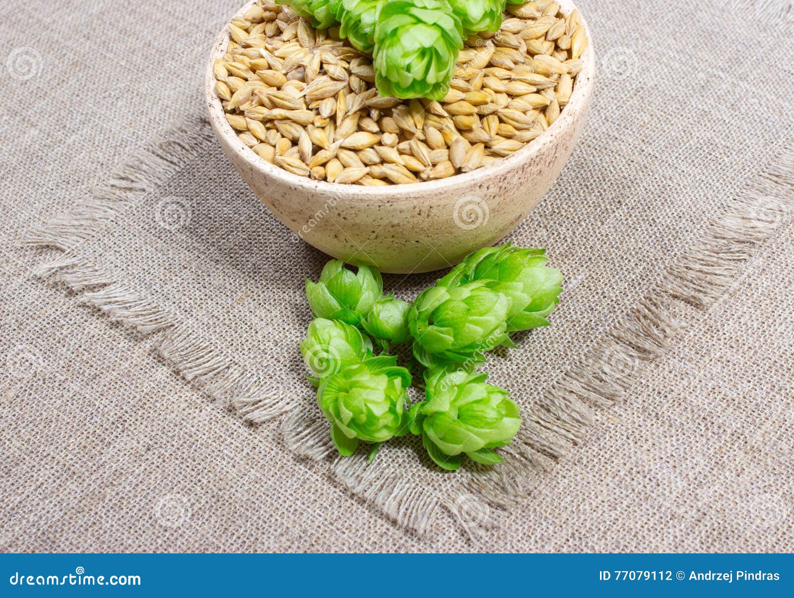 Fresh Hops and Barley Grain - Closeup Stock Photo - Image of botany ...