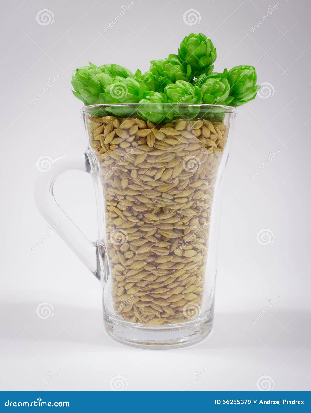 Fresh Hops and Barley Grain - Closeup Stock Image - Image of brewery ...