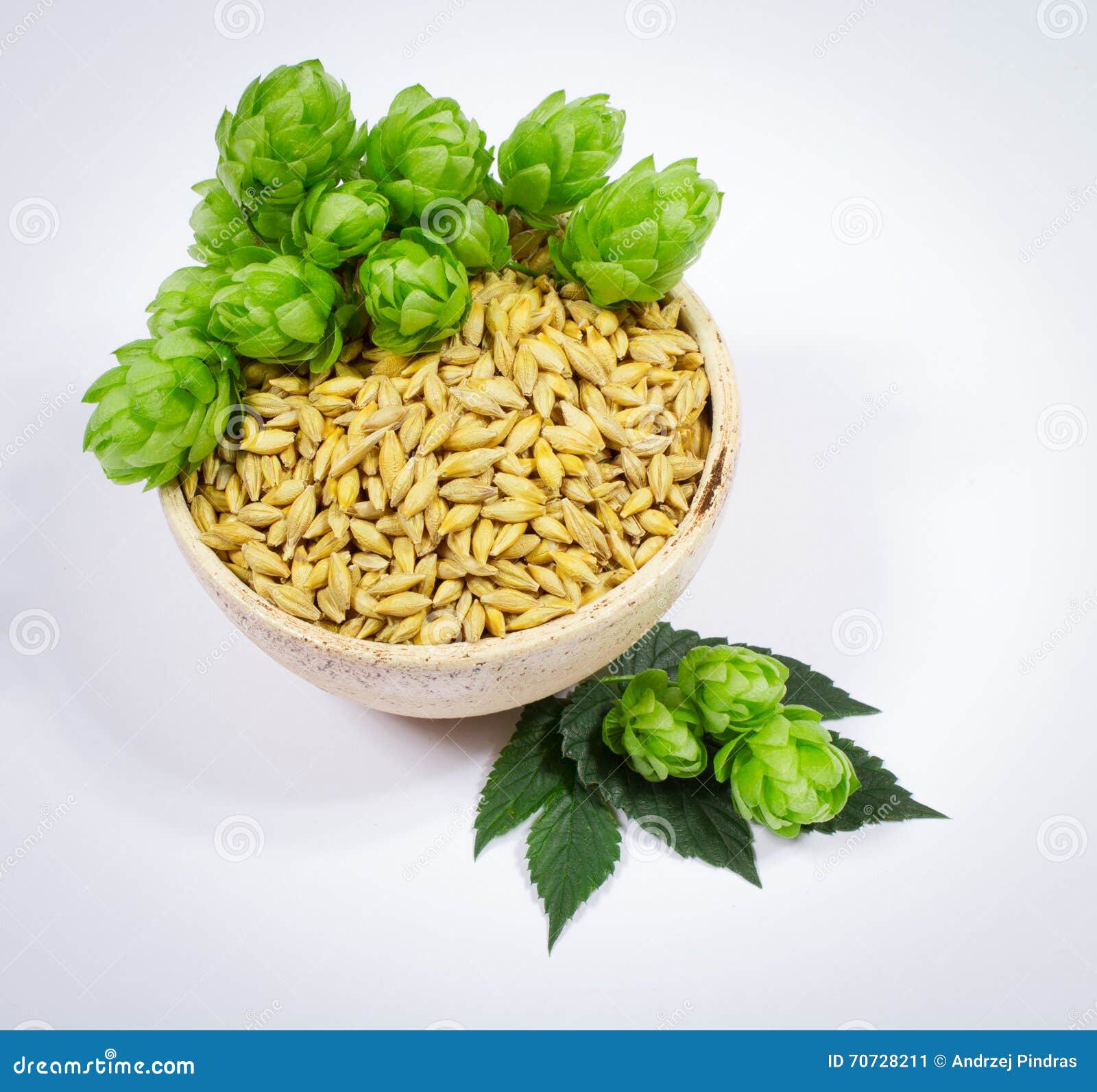Fresh Hops and Barley Grain - Closeup Stock Image - Image of botany ...