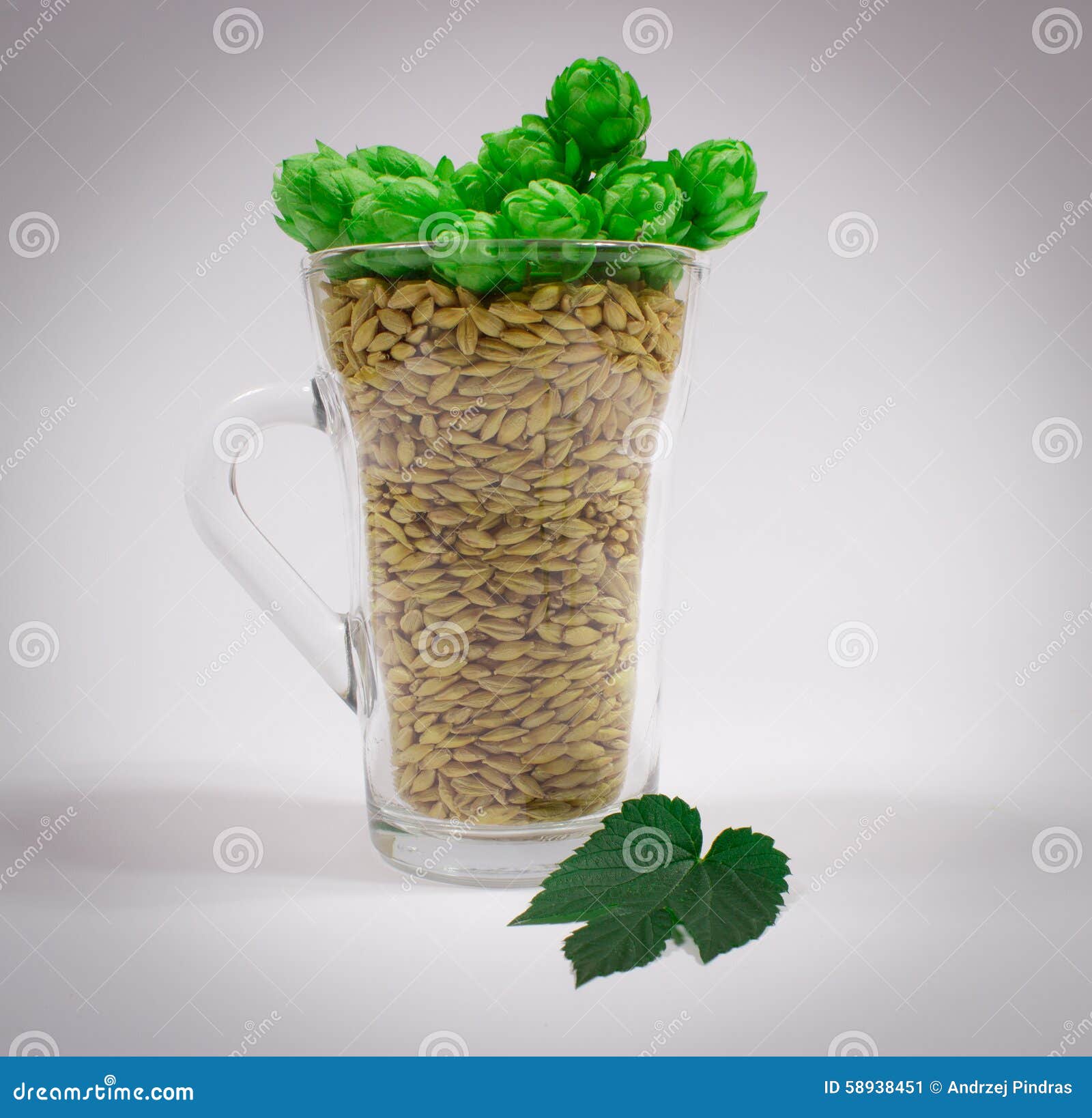 Fresh Hops and Barley Grain - Closeup Stock Image - Image of brewery ...