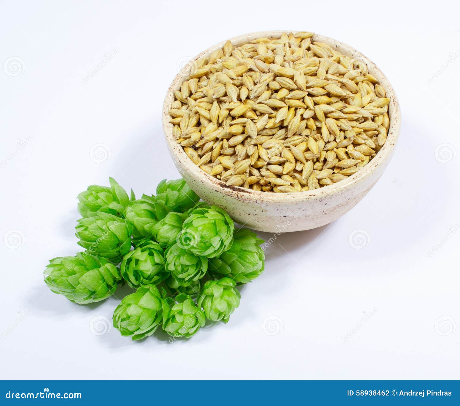 Fresh Hops and Barley Grain - Closeup Stock Photo - Image of bitter ...