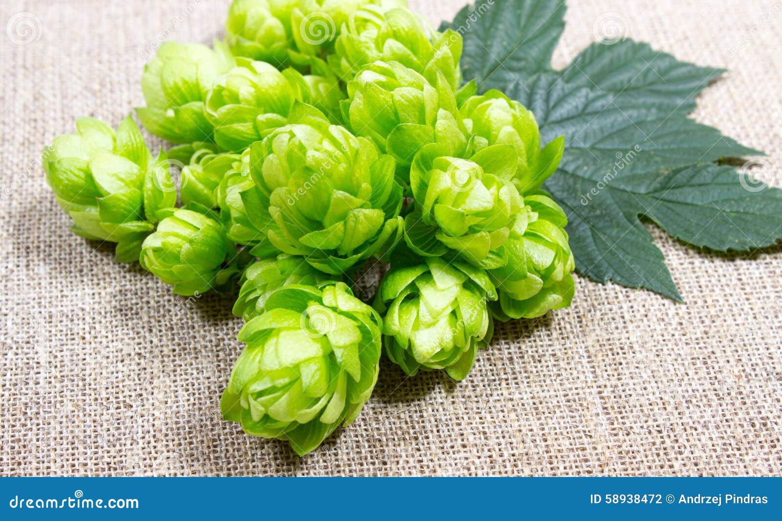 Fresh hops - closeup stock photo. Image of brewery, cone - 58938472