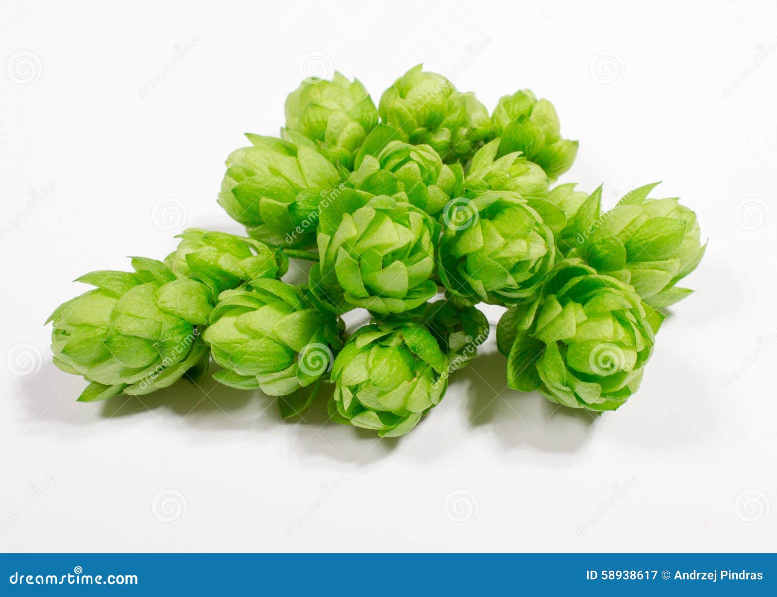 Fresh hops - closeup stock image. Image of botany, flower - 58938617