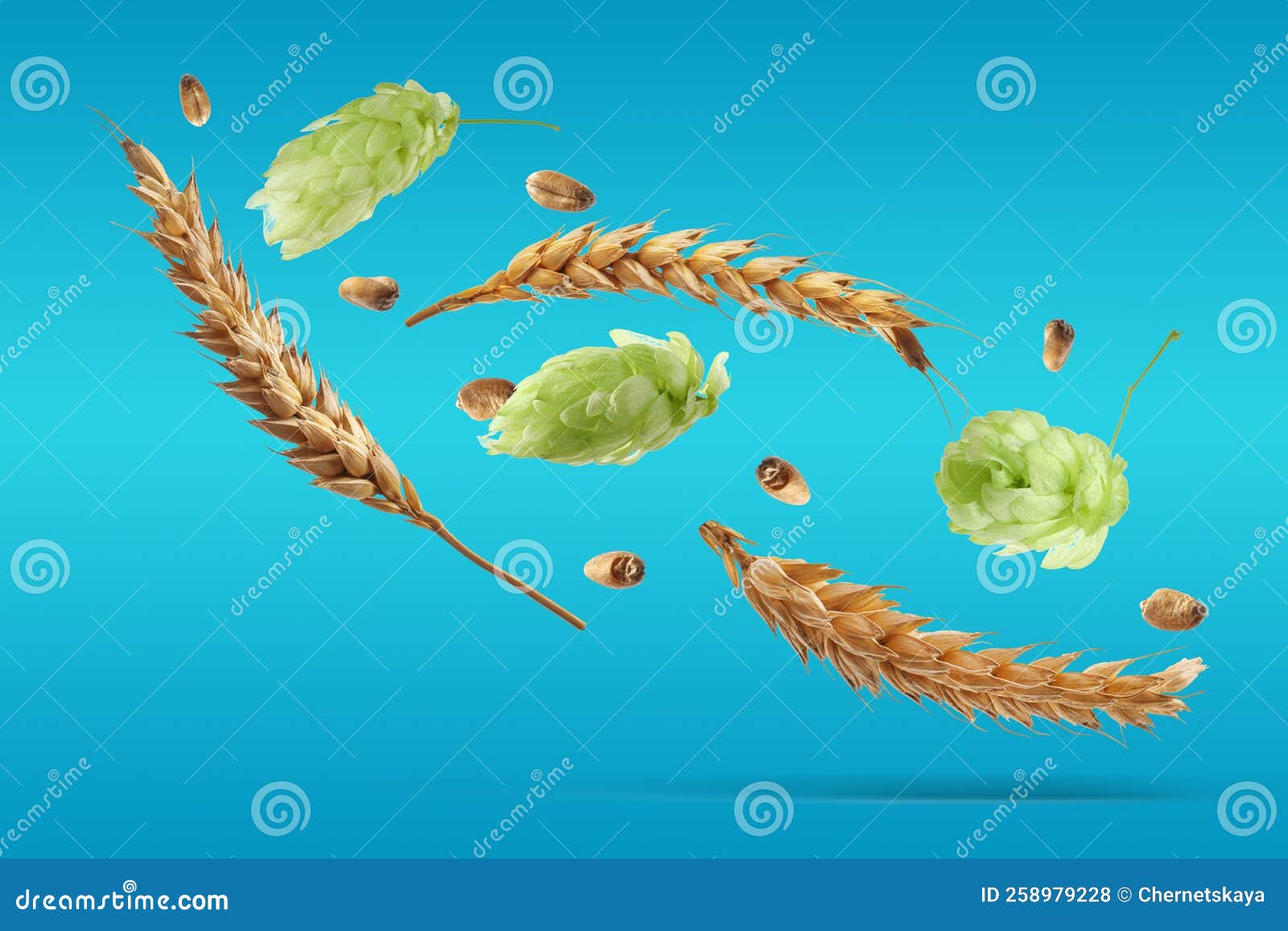 Fresh Hops Flowers and Dry Ears of Wheat Falling on Light Blue ...