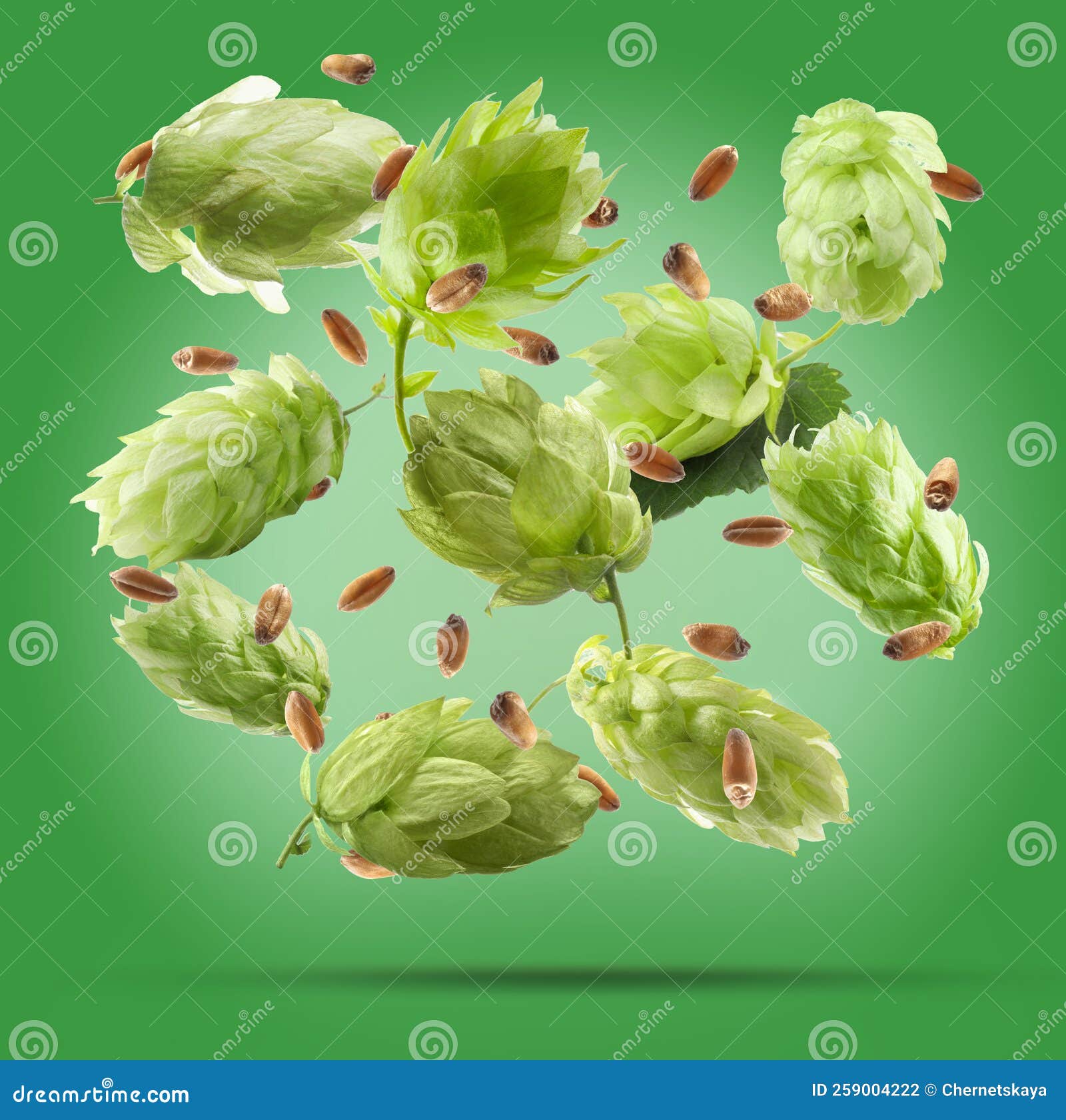 Fresh Hops Flowers with Leaf and Wheat Grains Falling on Green ...