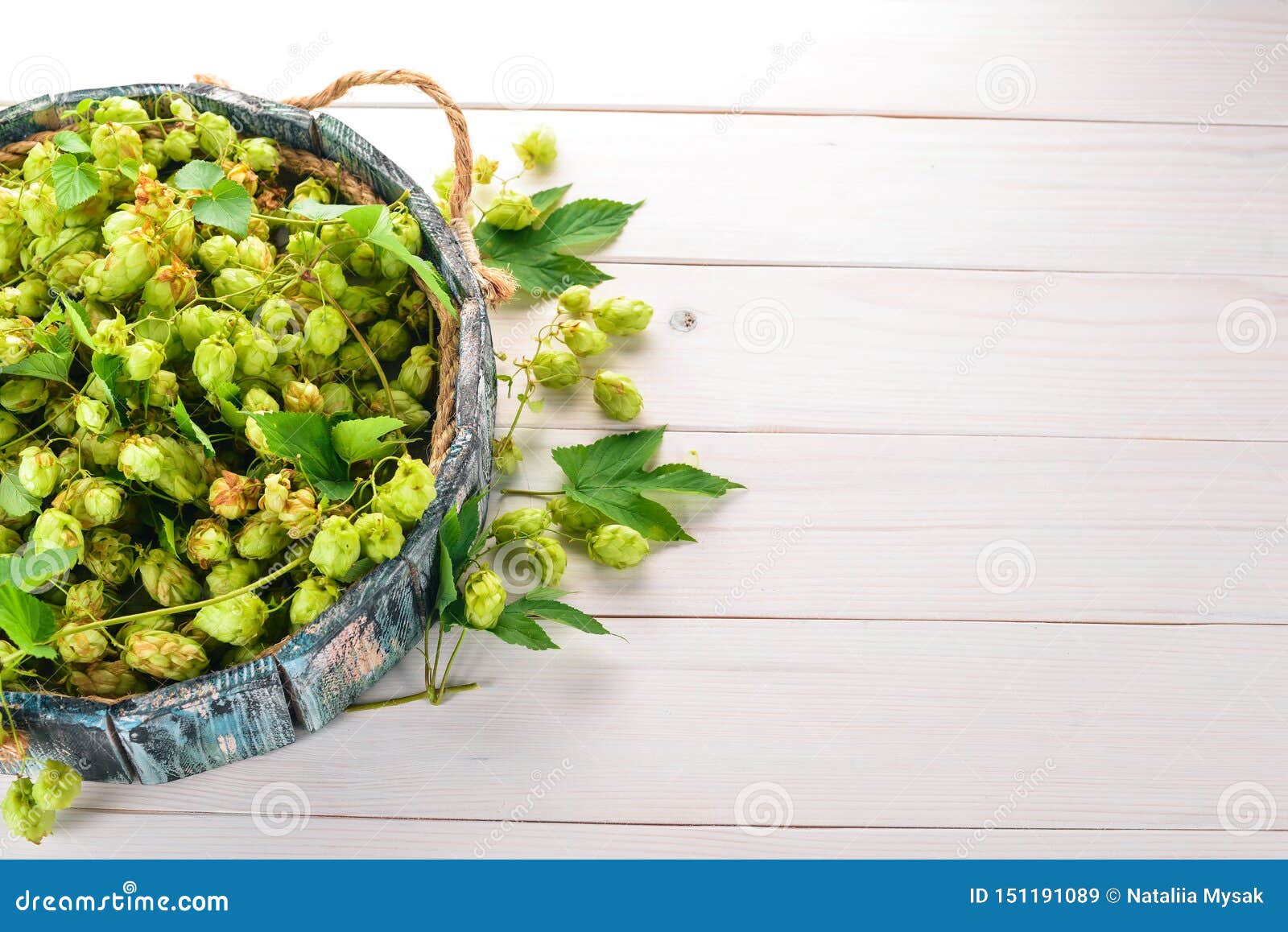Fresh Hops in Wooden Box. stock image. Image of hops - 151191089