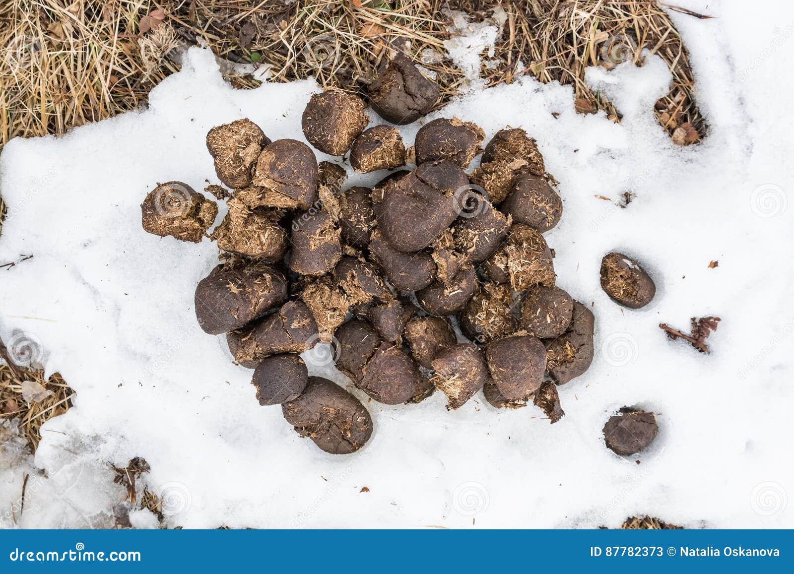 Fresh horse dung stock image. Image of fresh, dung, green - 87782373