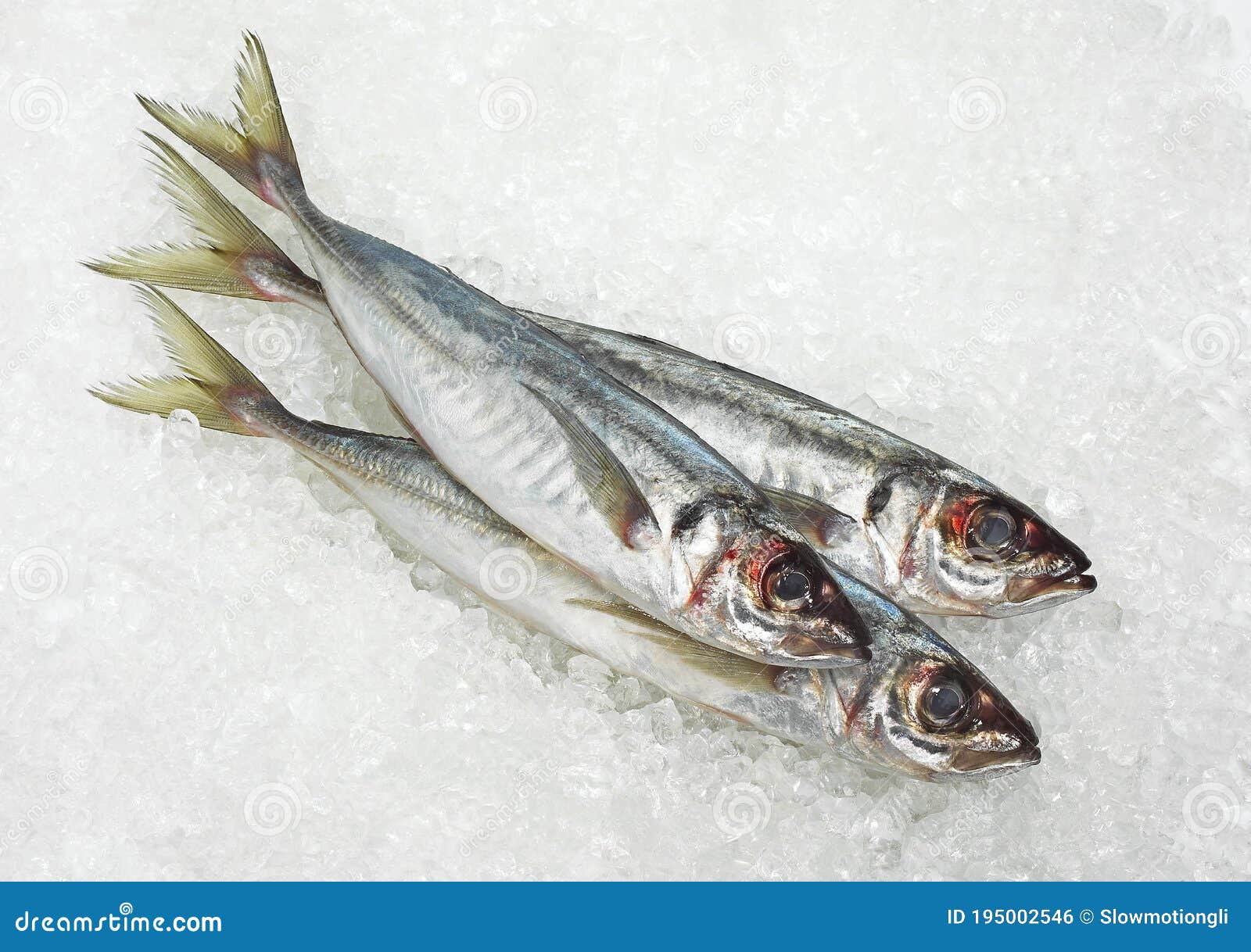 FRESH HORSE MACKEREL Trachurus Trachurus on ICE Stock Photo - Image of ...