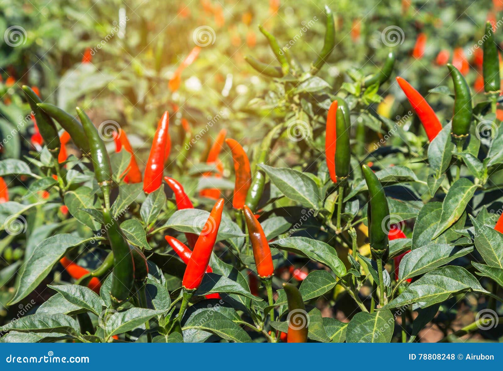 Fresh Hot Chili Peppers on Tree Stock Photo - Image of healthy, green ...