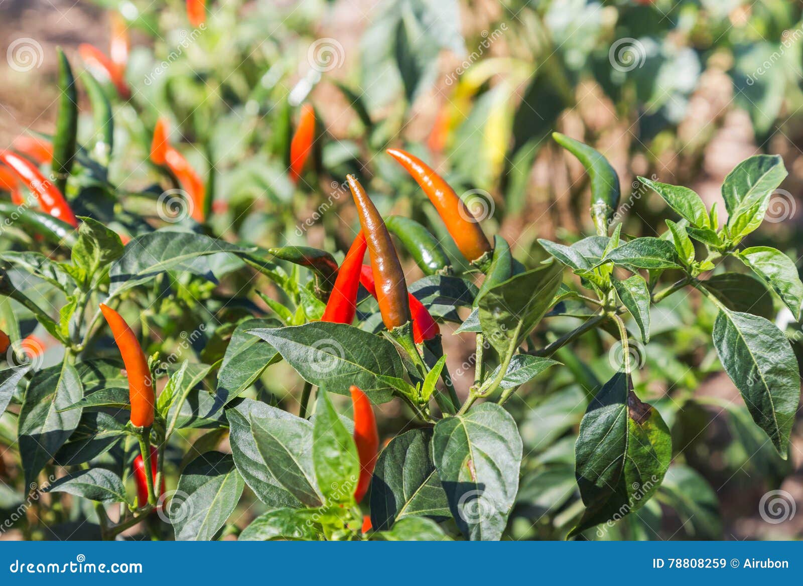 Fresh Hot Chili Peppers on Tree Stock Image - Image of blossom, fresh ...
