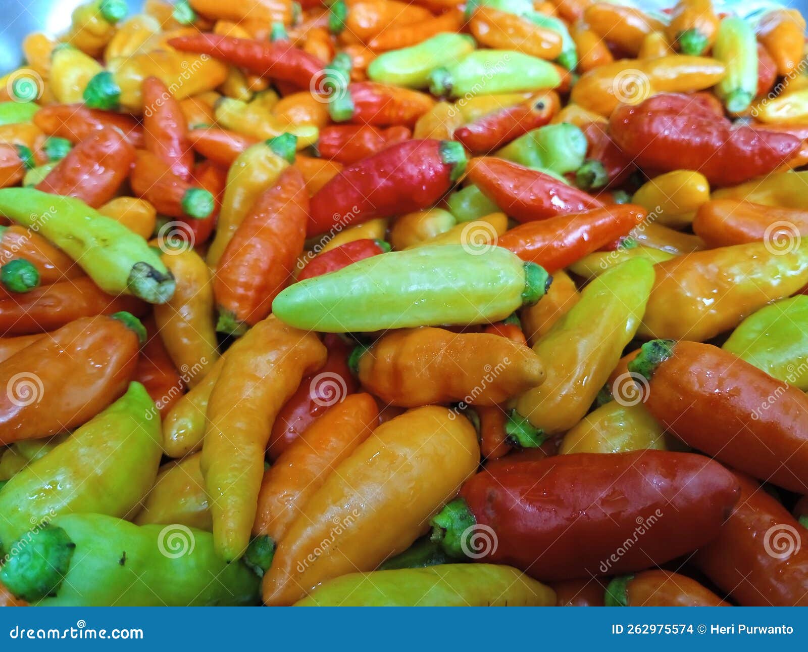 Fresh hot chilies stock photo. Image of chilies, crop - 262975574