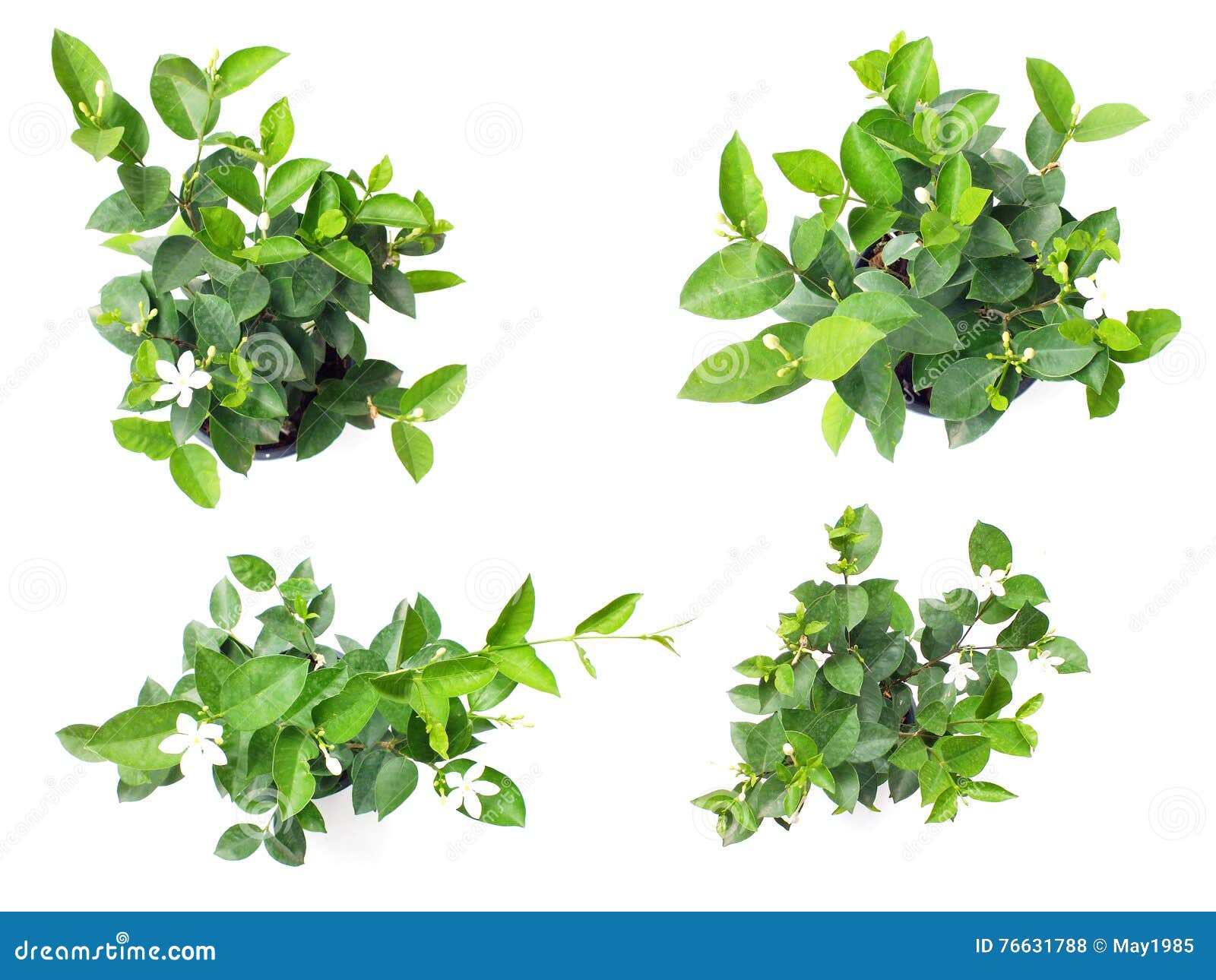 Fresh of House Plants Top View Isolated on White Background Stock Photo ... Fresh of House Plants Top View Isolated on White Background Stock Photo ...