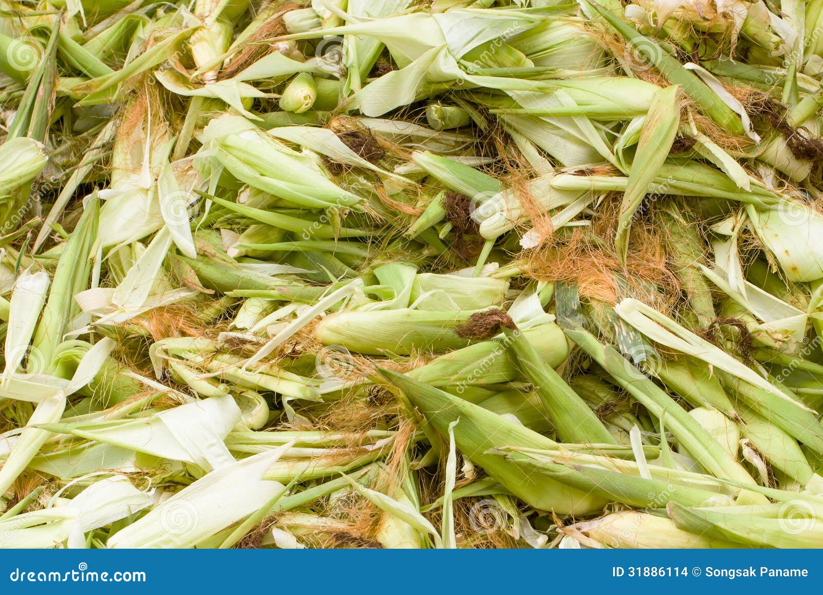 Fresh husk corn stock photo. Image of field, store, mais - 31886114