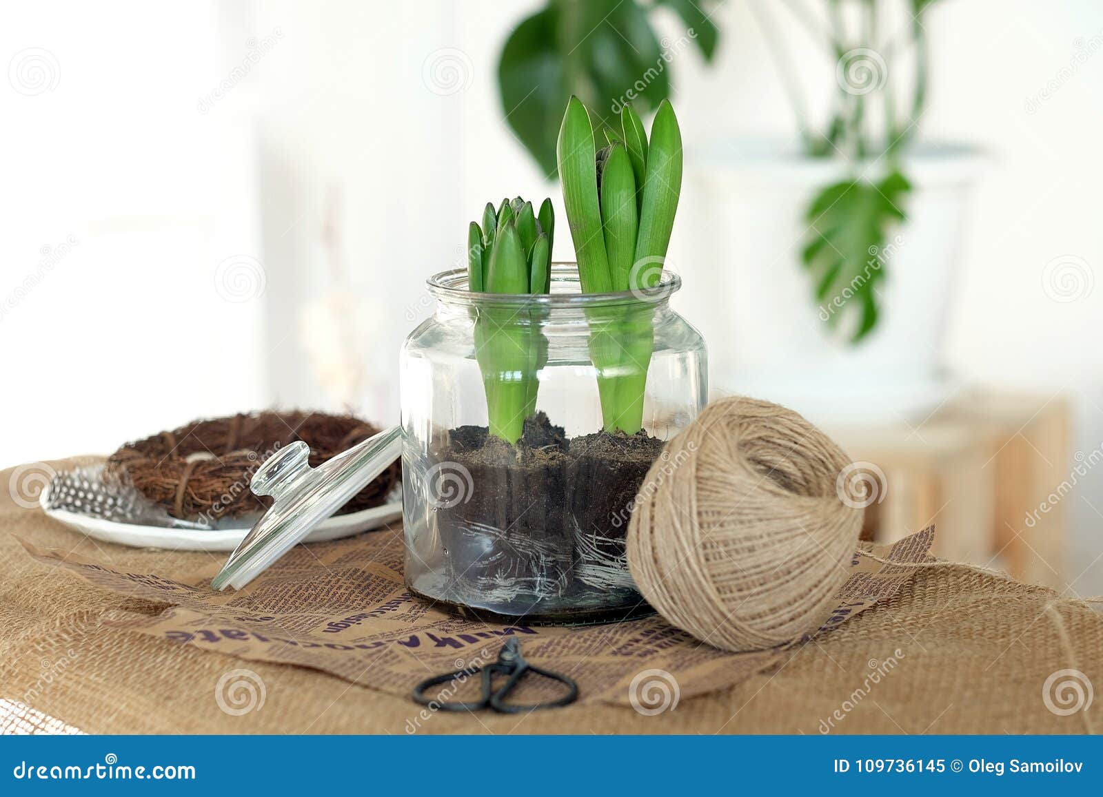 Fresh hyacinths in a jar stock image. Image of natural - 109736145