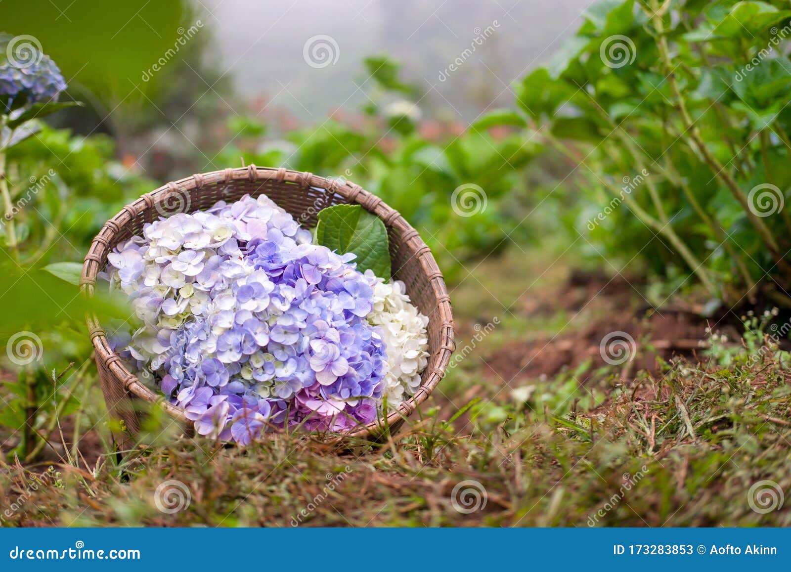 Fresh Hydrangea Flower in Farm Stock Image - Image of plant, outdoor ...
