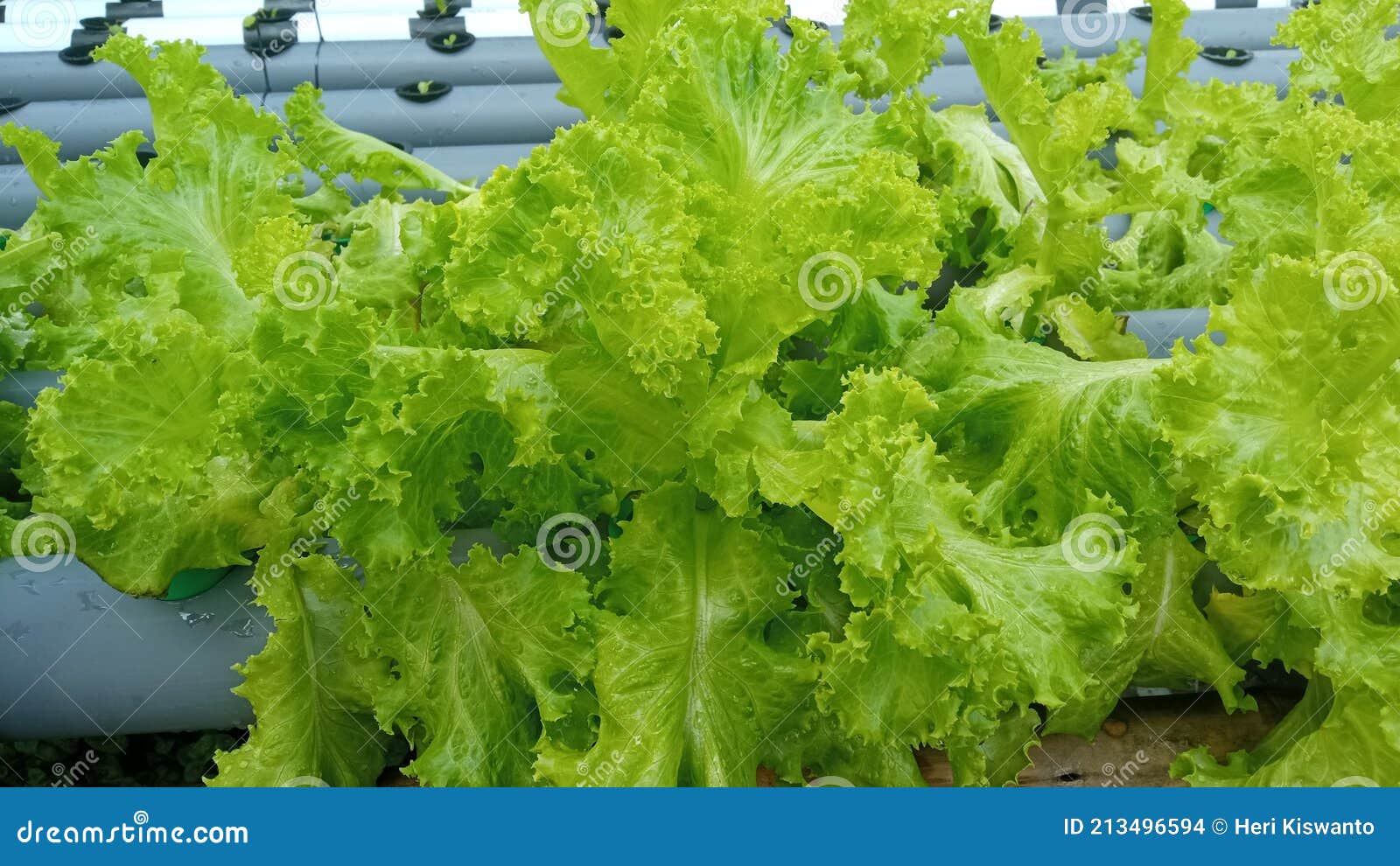Fresh Hydroponic Vegetable Watercress Stock Photo - Image of salad ...