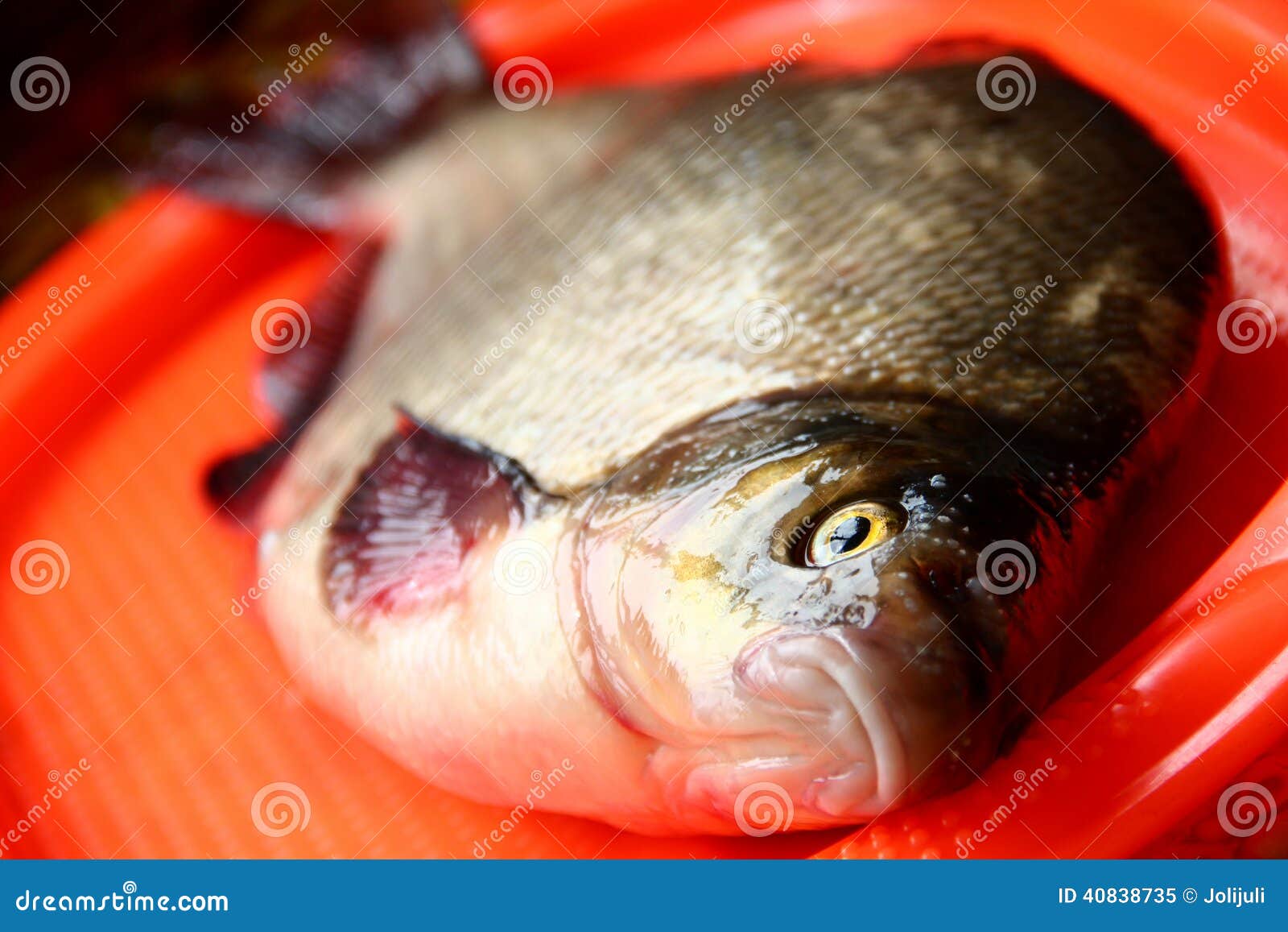 Fresh ide fish stock image. Image of fish, gills, preparing - 40838735