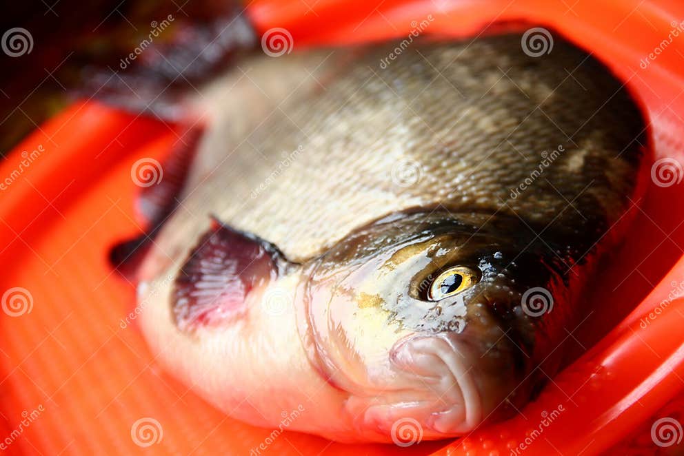 Fresh ide fish stock image. Image of fish, gills, preparing - 40838735