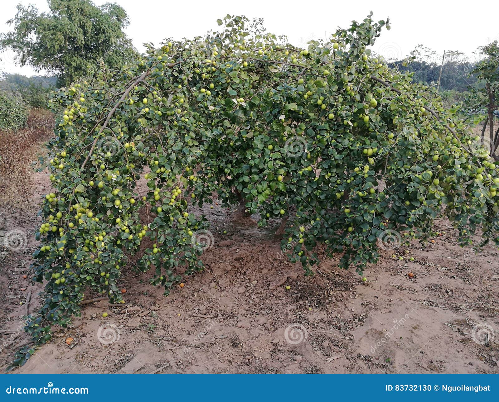 Fresh Indian Jujube stock photo. Image of autumn, branch - 83732130