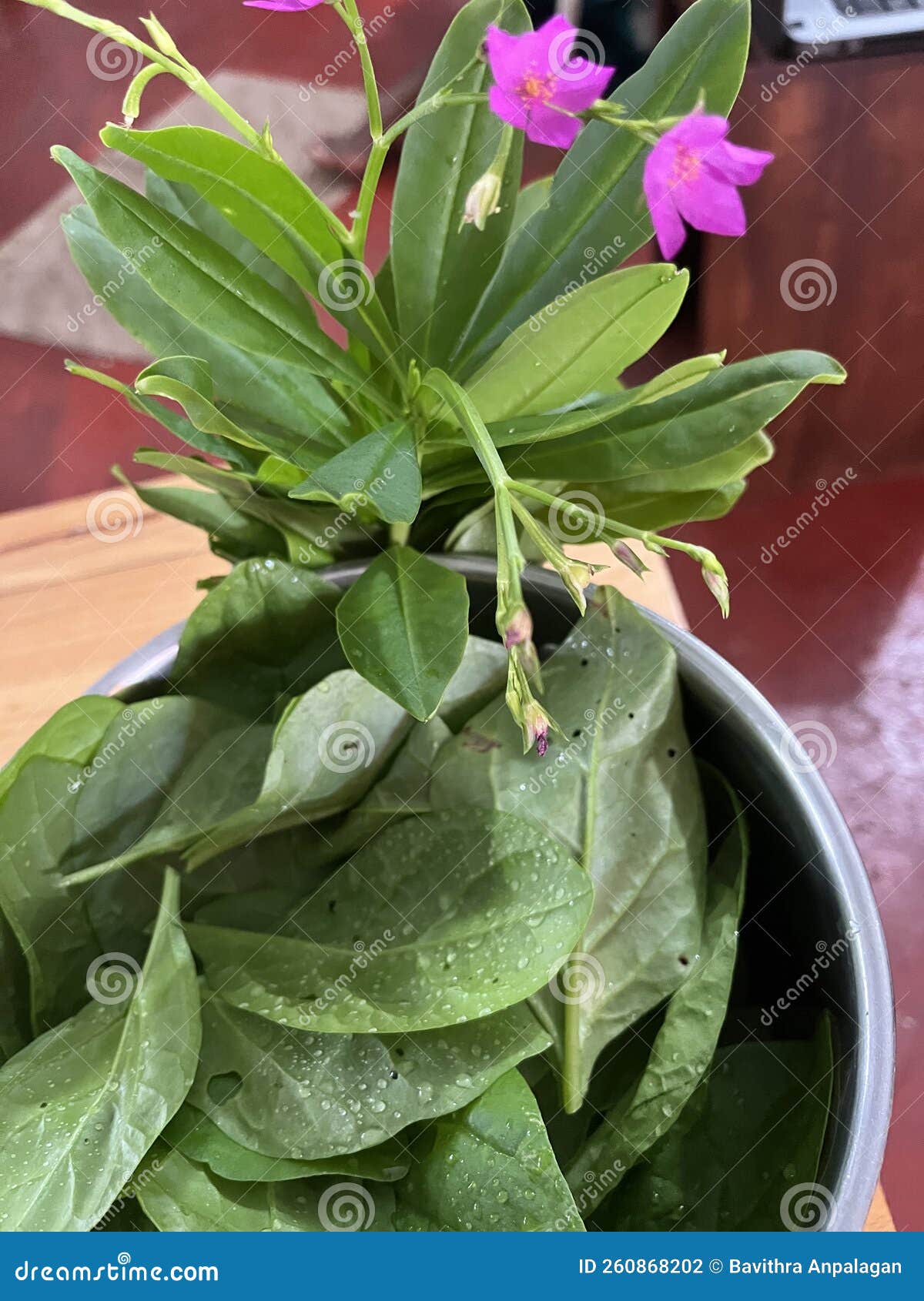 Fresh Indian Spinach Pasali Stock Photo - Image of malabar, food: 260868202