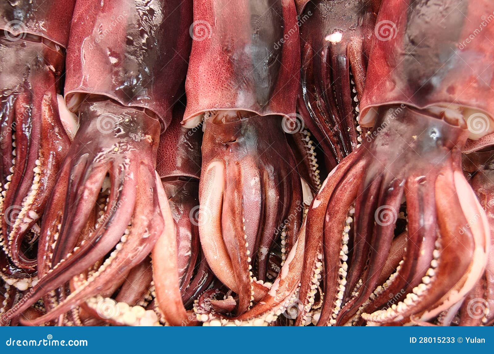 Fresh Inkfish / Squid for Sale Stock Image - Image of salmo, slice ...