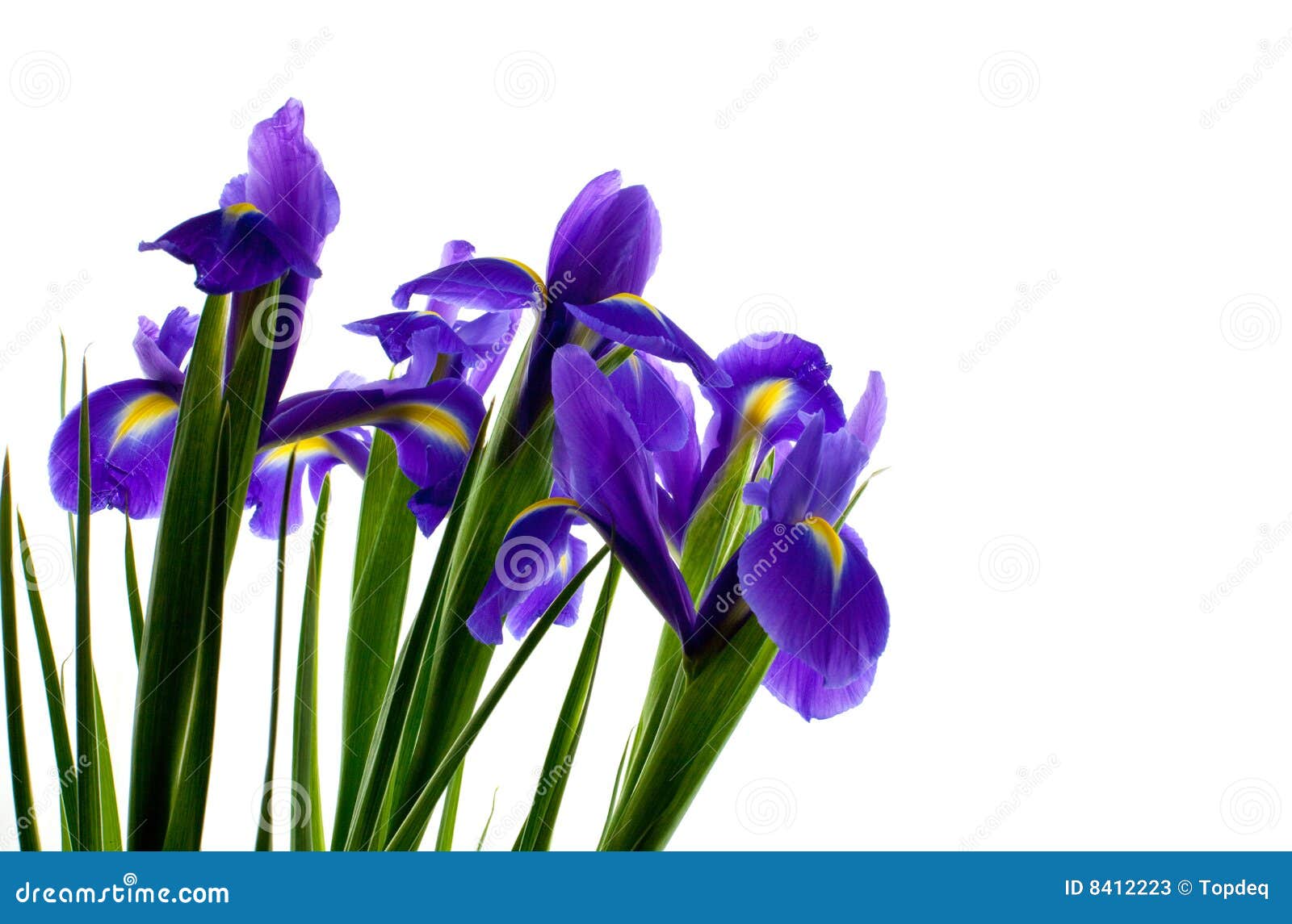 Fresh irises. isolated stock image. Image of beauty, white - 8412223