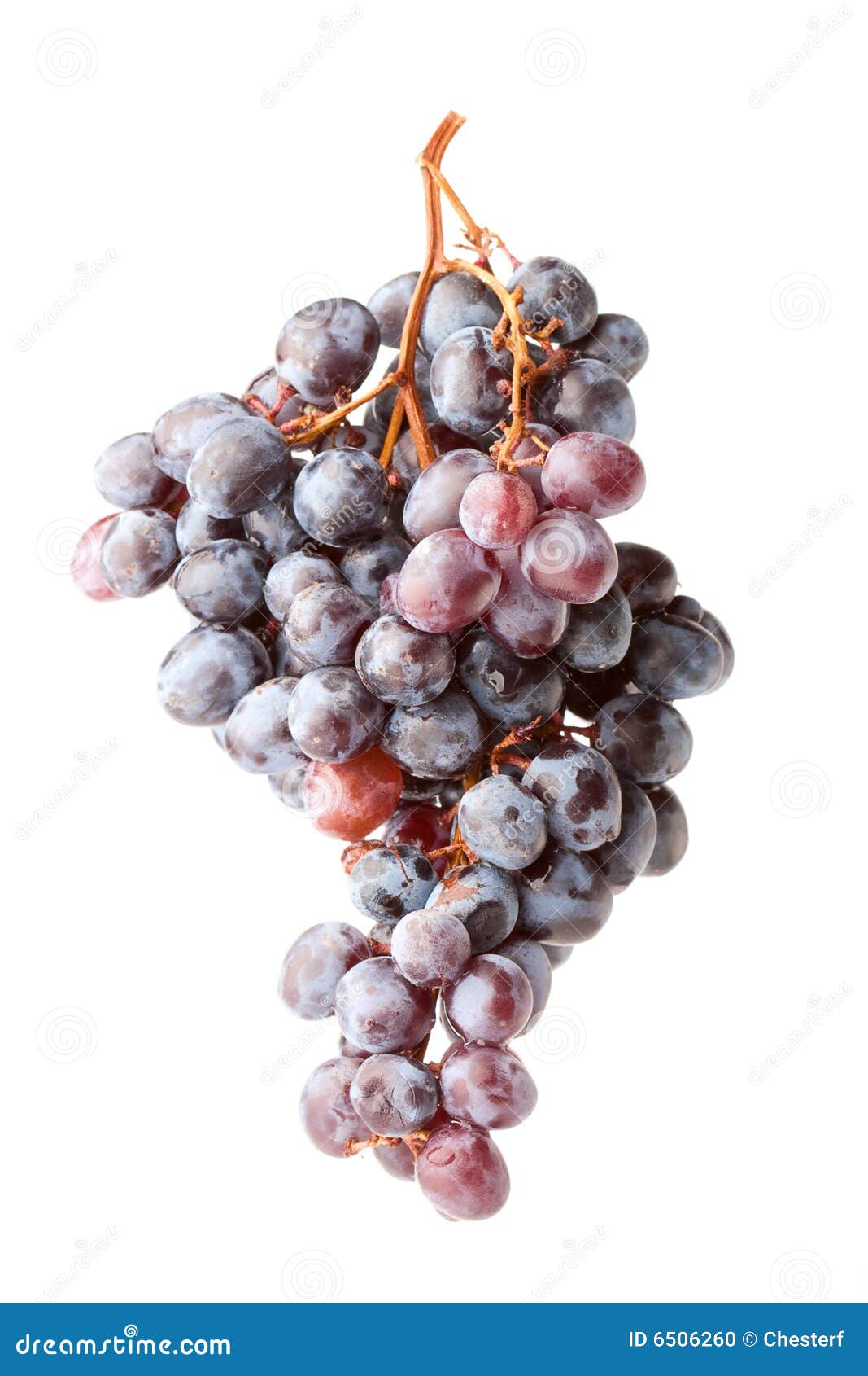 Fresh isolated grape berry stock photo. Image of fresh - 6506260