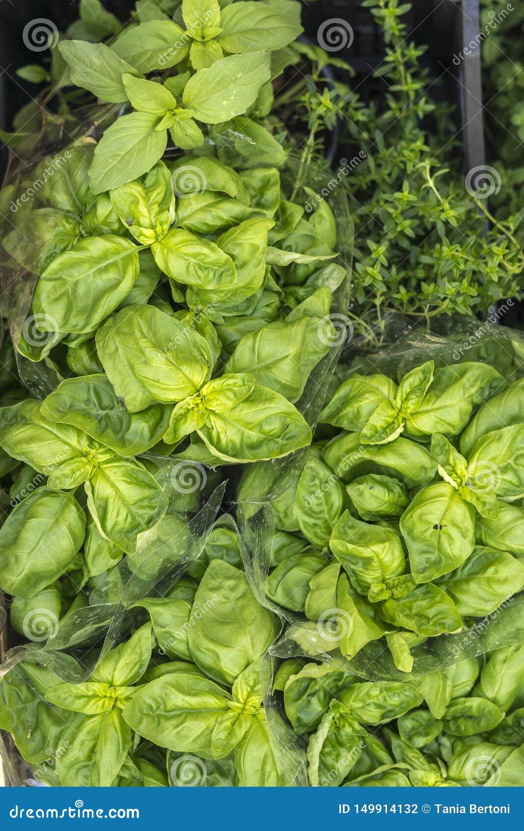Fresh Italian Basil Packets in Fair Stock Photo - Image of healthy ...