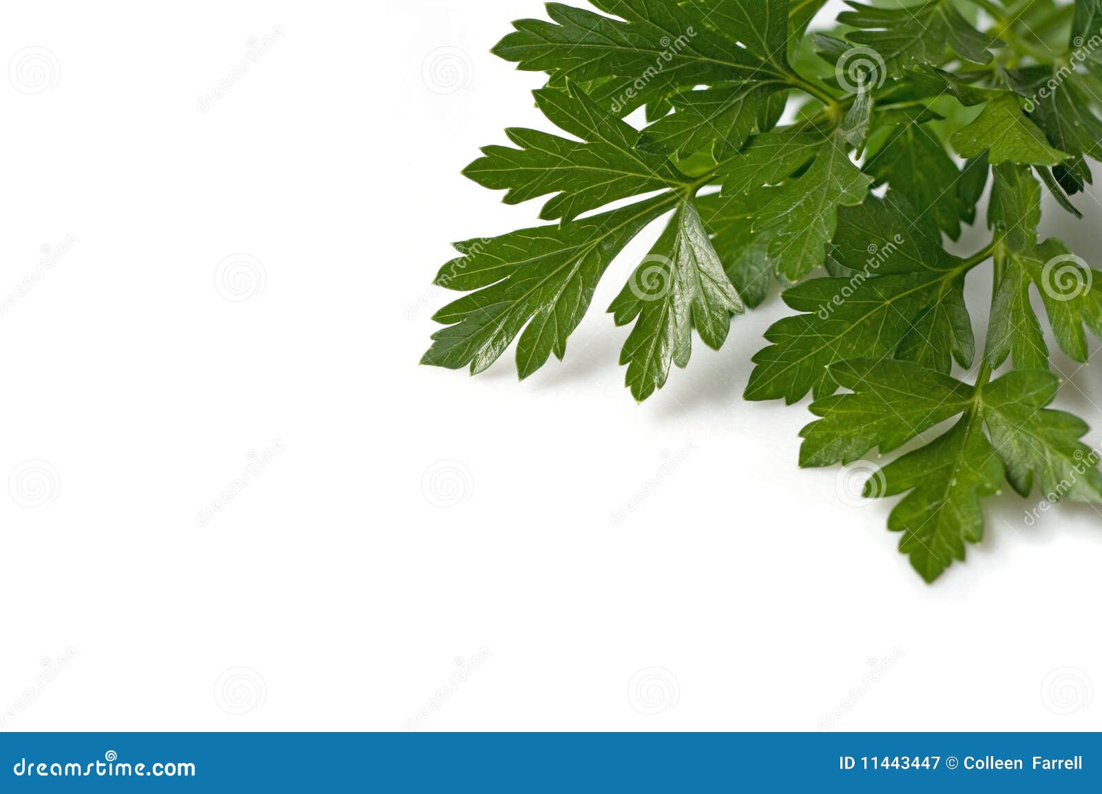 Fresh Italian Parsley stock image. Image of detail, green - 11443447