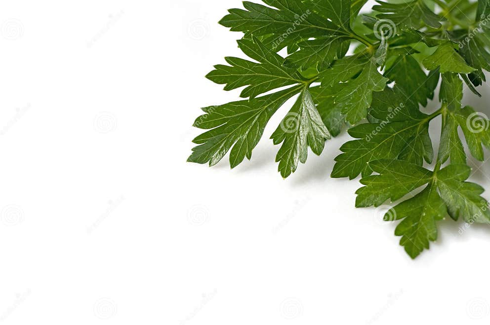 Fresh Italian Parsley stock image. Image of detail, green - 11443447