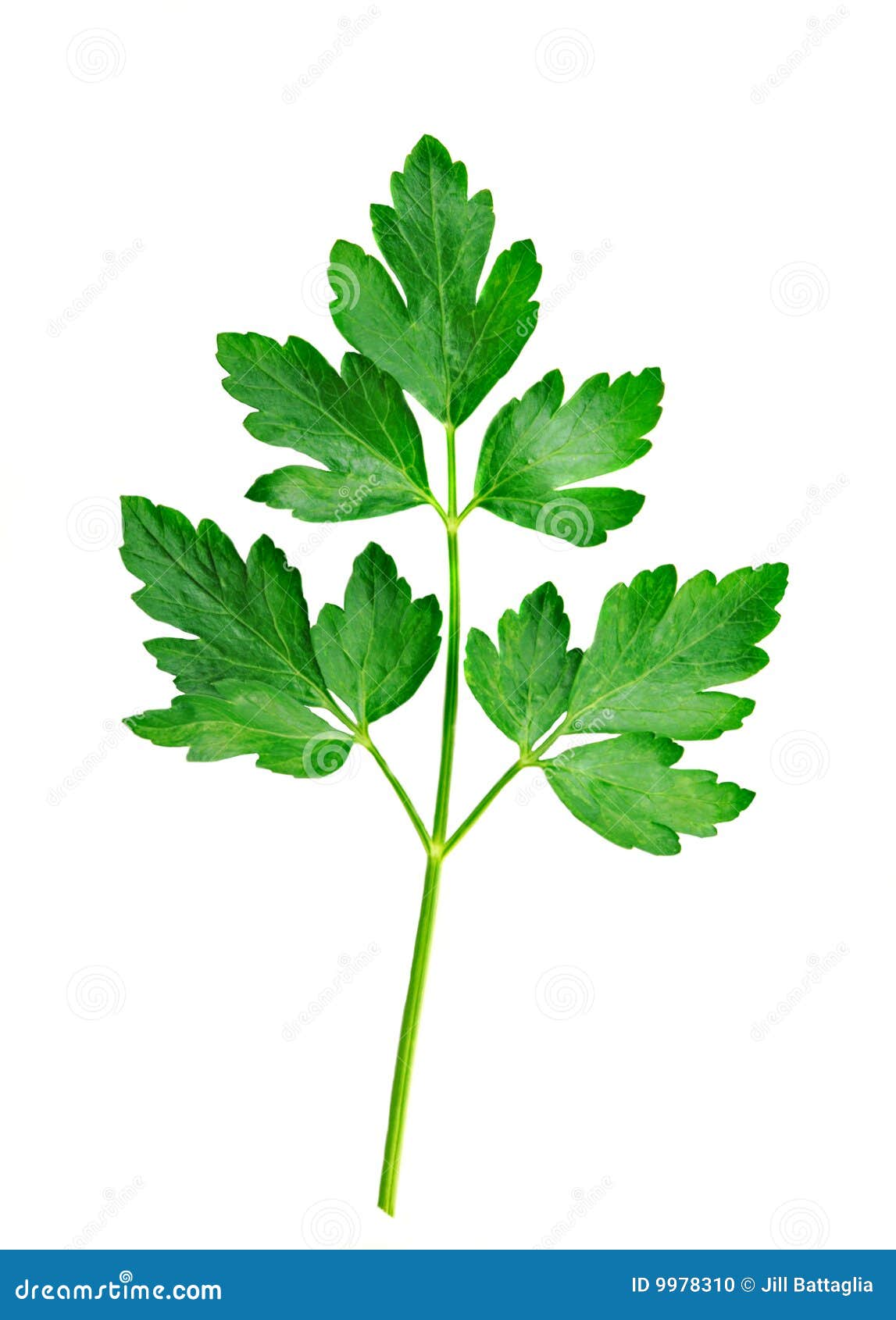 Italian Parsley Drawings