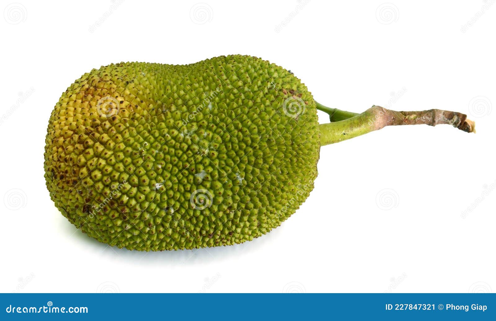 Fresh Jackfruit Isolated on White Background Stock Image - Image of ...