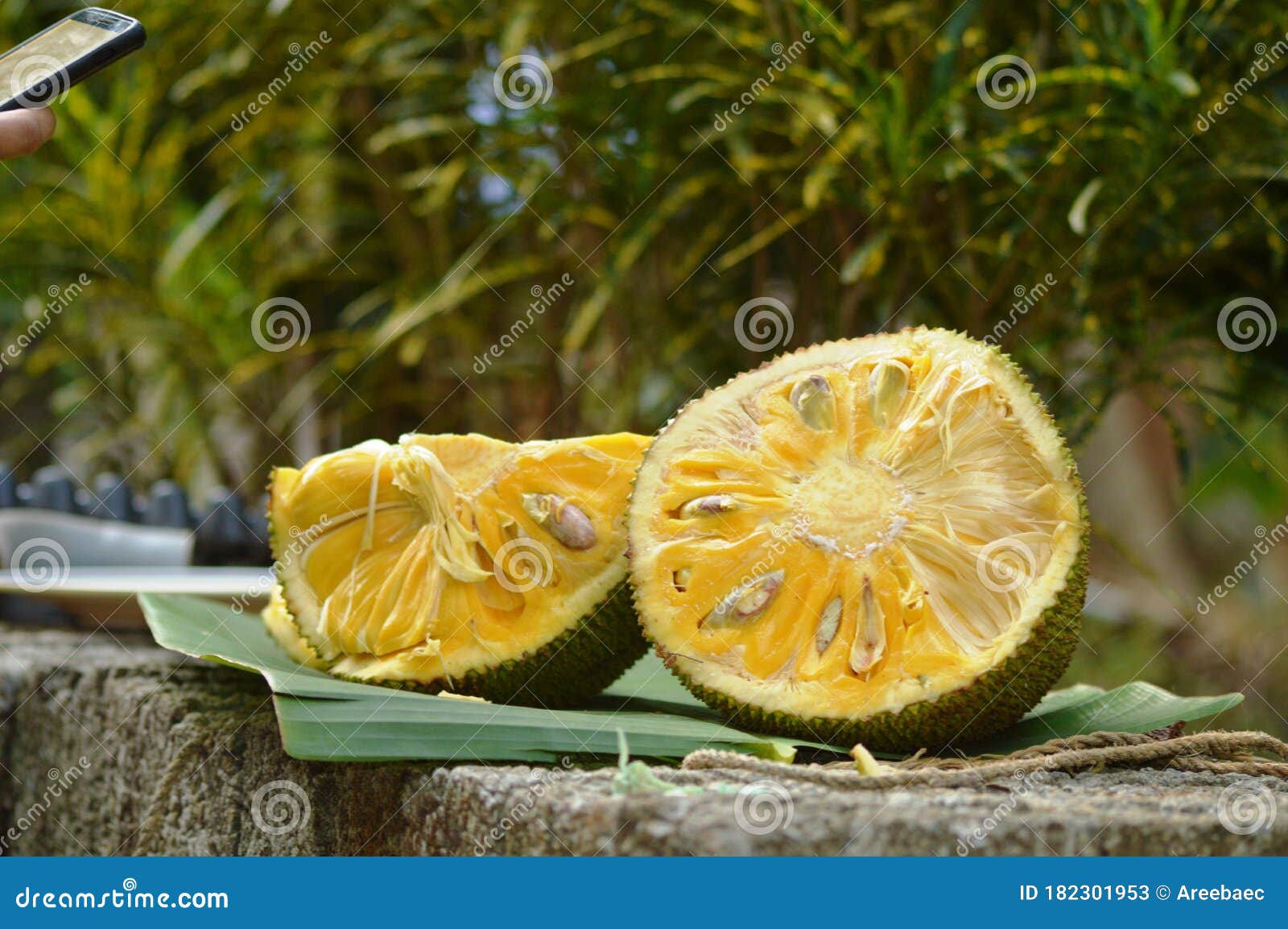 Fresh jackfruit organic stock image. Image of quail - 182301953