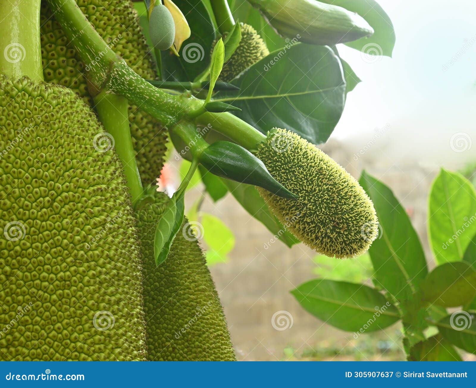 Fresh Jackfruits and Babyflower Jackfruits on the Jackfruit Tree Stock ...