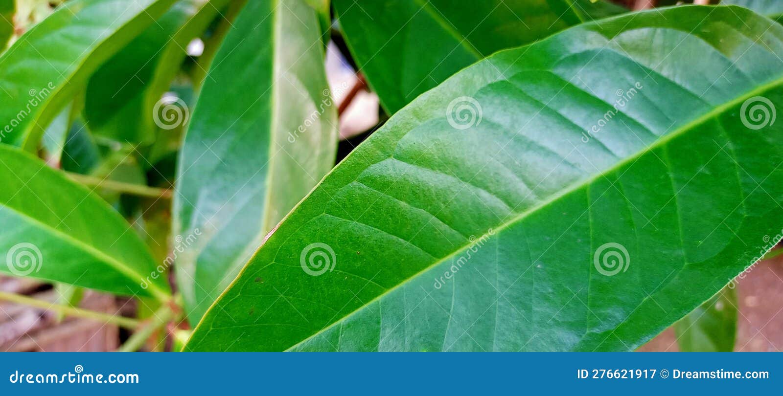 Fresh Jamaica Guava Tree Leaves? Stock Image - Image of fresh, tree ...